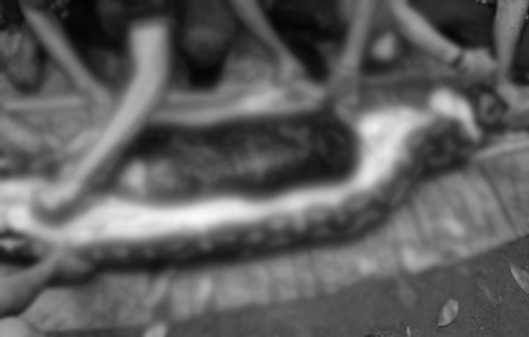 Python swallows a villager in Indonesia