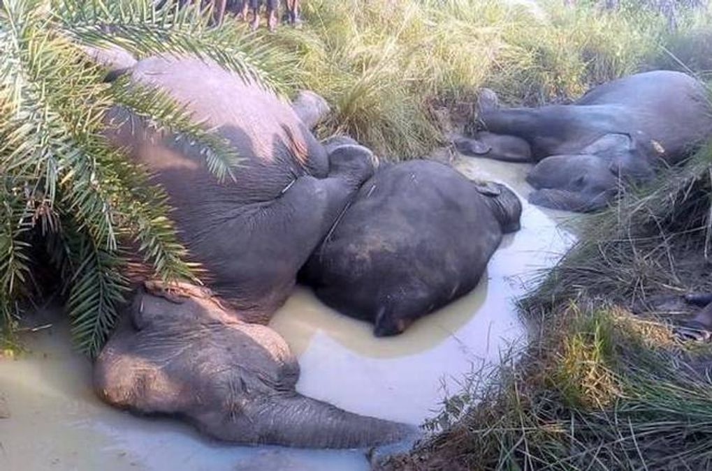Seven elephants electrocuted in Odisha