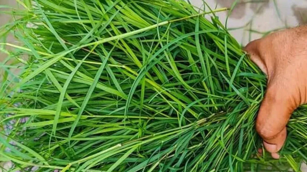 Garika Grass Health Benefits: గడ్డితో తలనొప్పి మాయం..ఆశ్చర్యంగా ఉన్నా ...