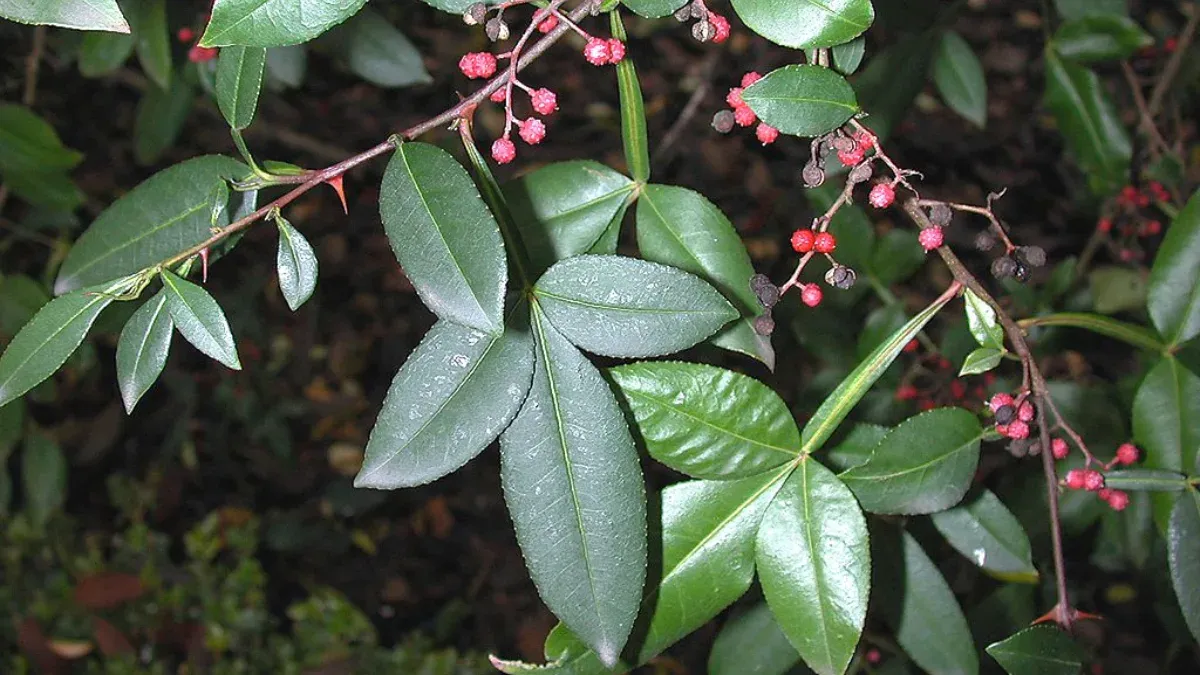 Timur Tree : ఈ చెట్టు ఉపయోగాలు తేలిస్తే ఇది వృక్షమా లేక మంత్రమా అనే ...