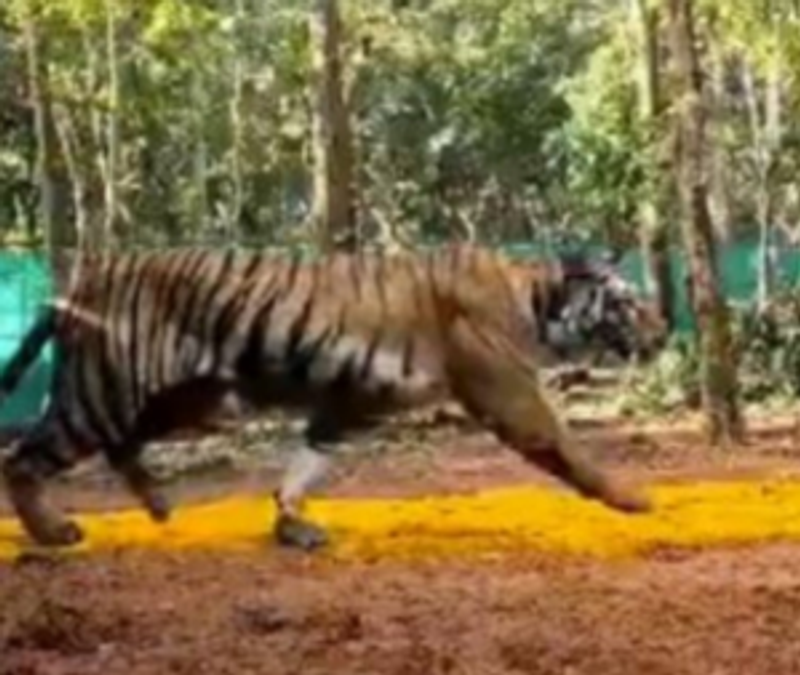 Curfew-like situation in Jharkhand's Chakulia due to tigress 'Zeenat'