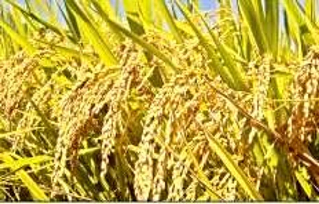 Area sown under Rabi crops surges past 493.6 lakh hectares