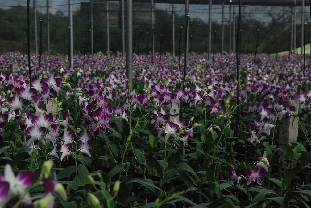 Huma: The Orchid Paradise of Odisha