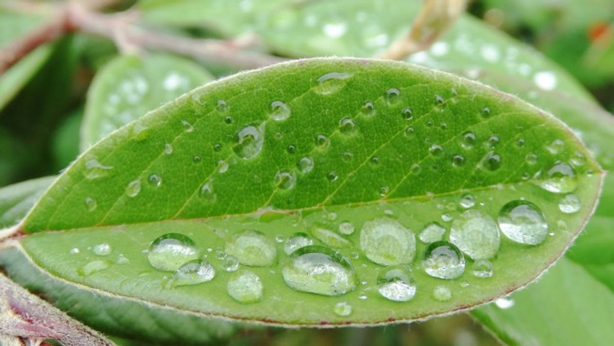 'Bionic' leaf that turns sunlight into liquid fuel