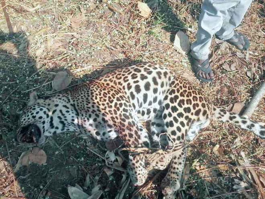 Leopard beaten to death, reveals post-mortem report