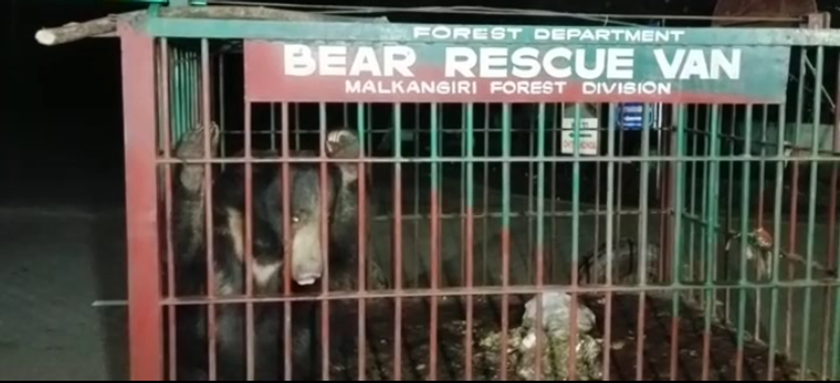 Forest officials rescue bear in Odisha's Malkangiri