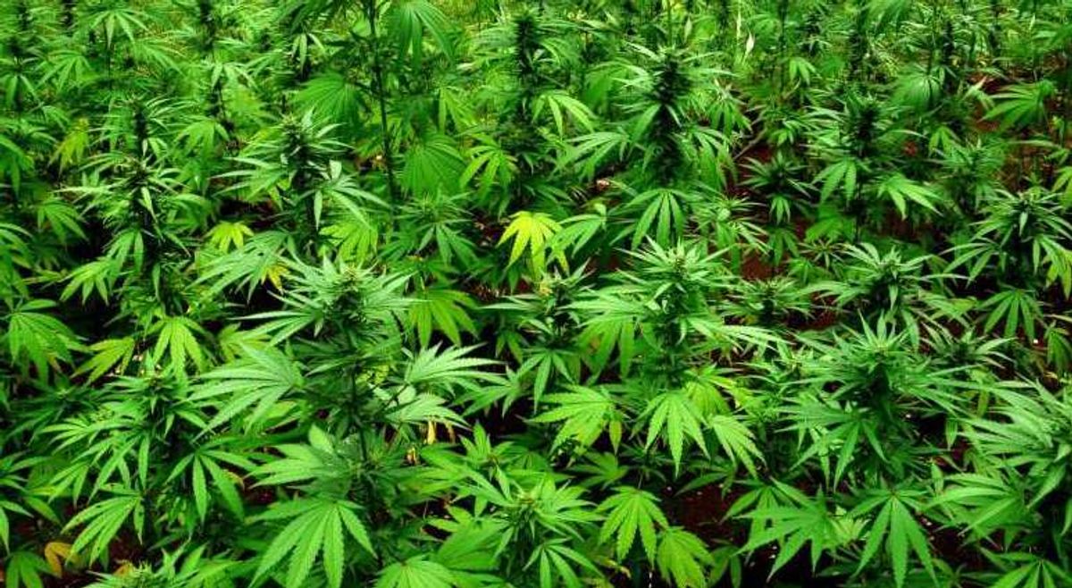 Odisha rejects proposal of ganja cultivation for medicinal use
