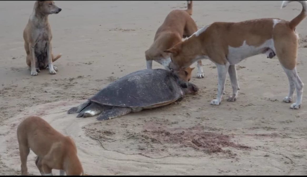 Odisha beach turns graveyard for Olive Ridley turtles