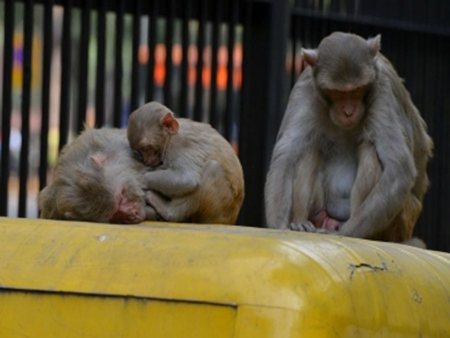 Bizarre: Monkey given life sentence. Here's why