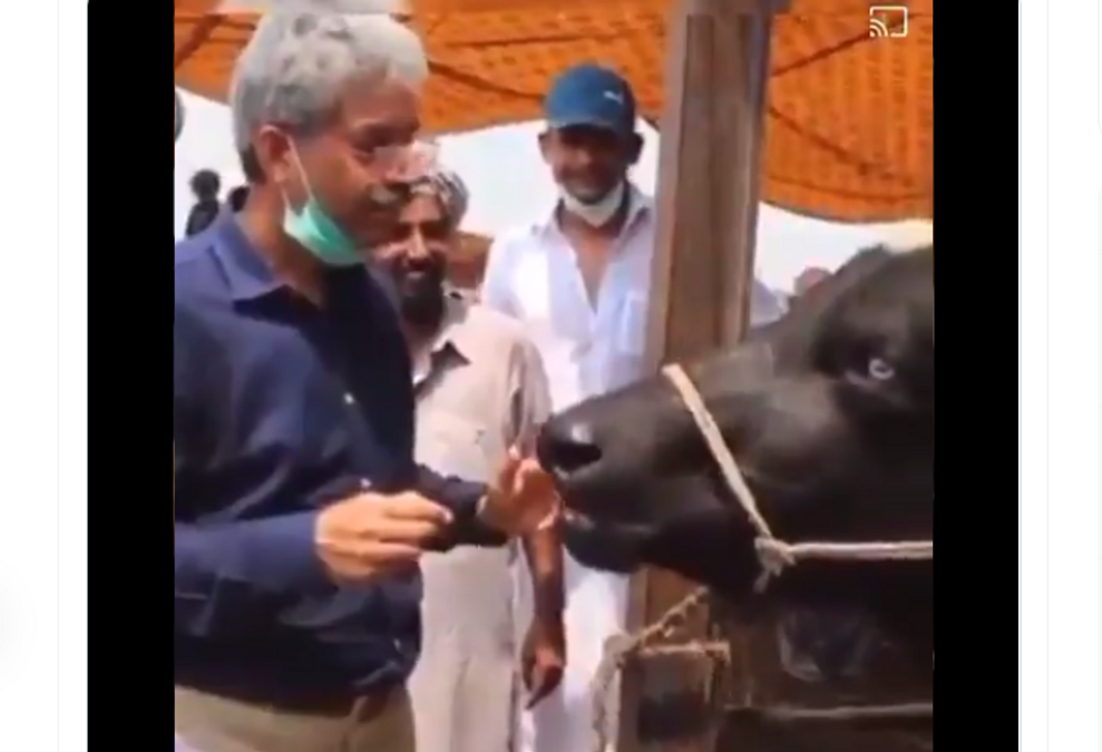 Watch: Pakistani reporter asks buffalo his opinion on Lahore, animal’s ...