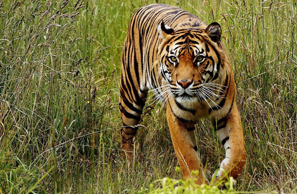 Global wild tiger population stands at 5,500 in 2024: WWF