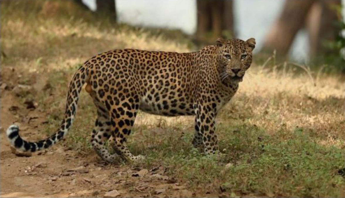 Leopard spotted at Infosys campus in Mysuru, techies asked to work from ...
