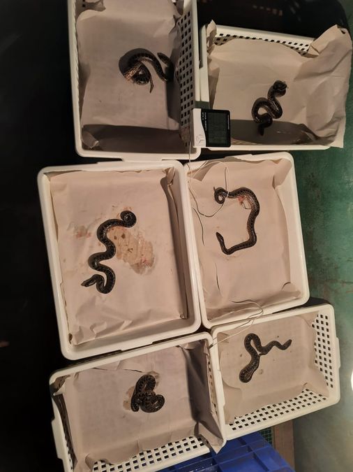 More anaconda snakelets born in Odisha’s Nandankanan Zoological Park