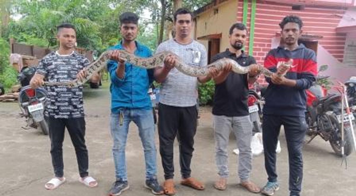 Python swallows three chickens in Odisha village; rescued