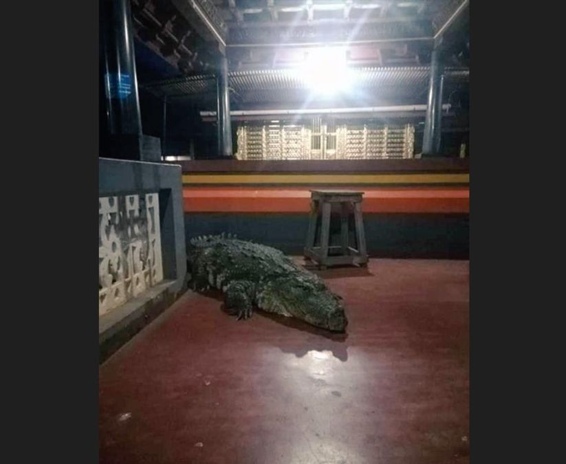 Kerala's vegetarian crocodile Babiya dies at Ananthapura lake temple