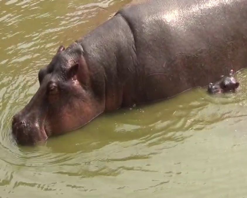 Newborn hippo dies at Nandankanan Zoo