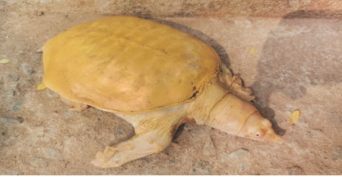 Rare albino turtle rescued from Kuakhai River in Bhubaneswar