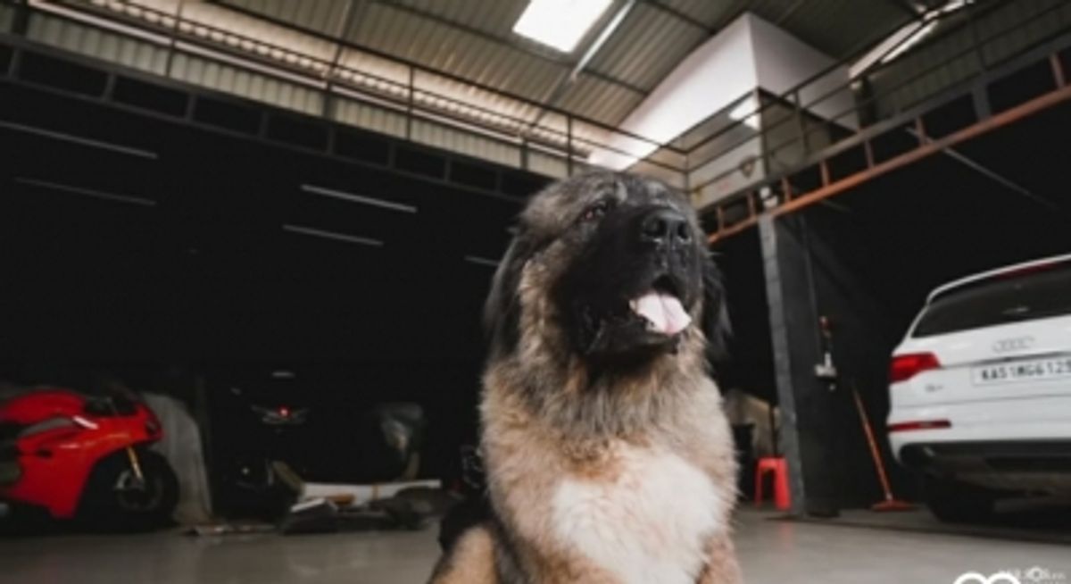 Bengaluru's S. Satish buys Caucasian Shepherd dog for Rs 20 crore