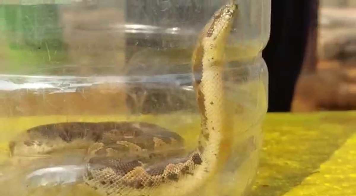 Odisha: Patient flees after leaving snake in hospital