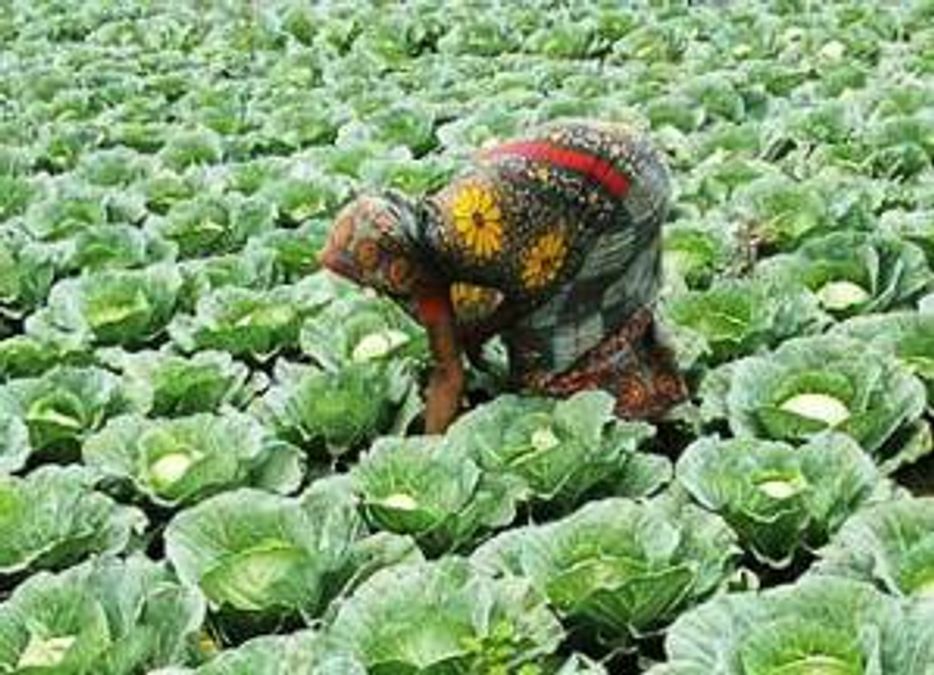 Odisha To Allocate Rs 313 Crore For Stimulating Fpos
