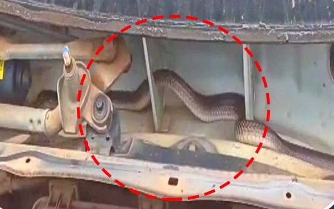 Mechanic finds cobra under car bonnet in Odisha’s Jeypore