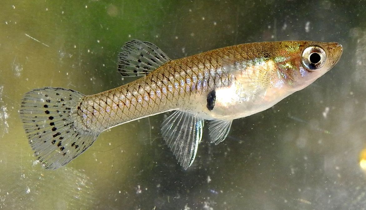 BMC releases Gambusia fish in four major drains to combat mosquito ...