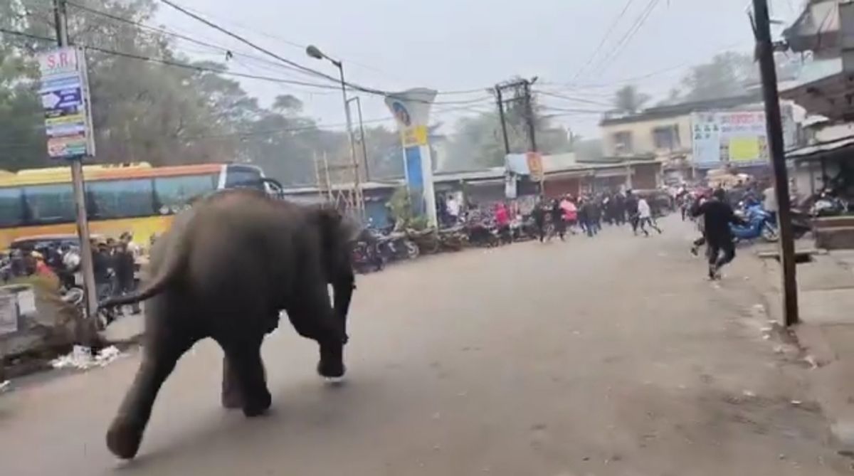Elephant strays into Odisha's Baripada town, locals panic [Watch Videos]