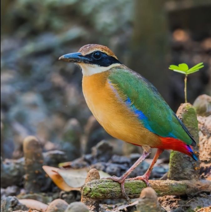Over 200 Mangrove Pitta birds spotted in Odisha's Bhitarkanika