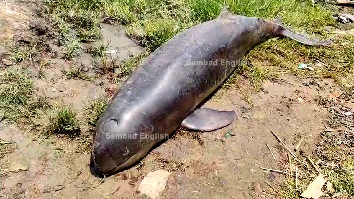 Carcass of Irrawaddy dolphin found on bank of Chilika Lake in Odisha’s ...