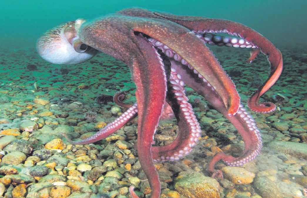 ସାମୁଦ୍ରିକ ଜୀବ ଅକ୍‌ଟୋପସ୍‌ ଗଢୁଛନ୍ତି ସହର!