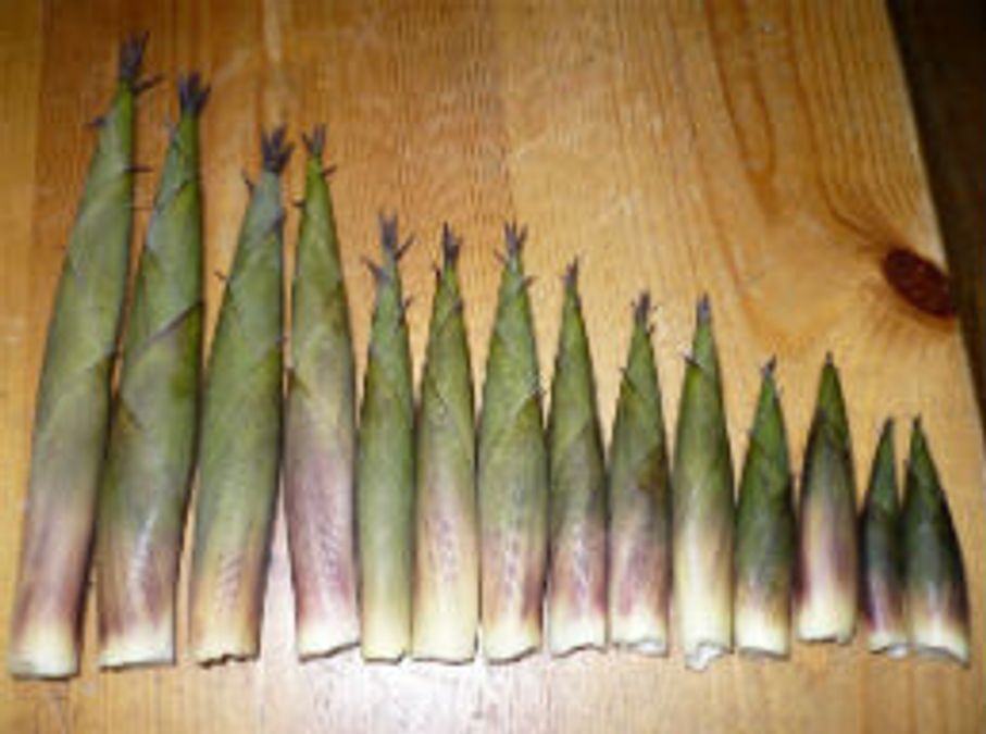 8 reasons to eat bamboo