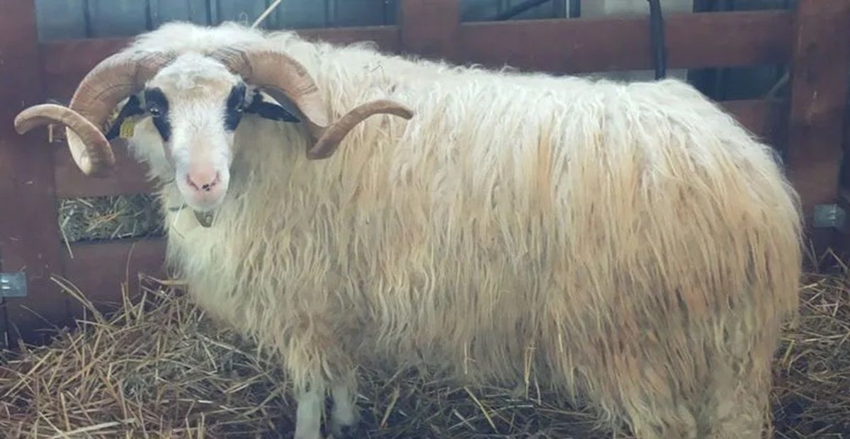 ആടുകളുടെ ശരീരത്തിനുള്ളില്‍ ഒളിപ്പിച്ച് കുവൈറ്റിലേക്ക് മയക്കുമരുന്ന് ...