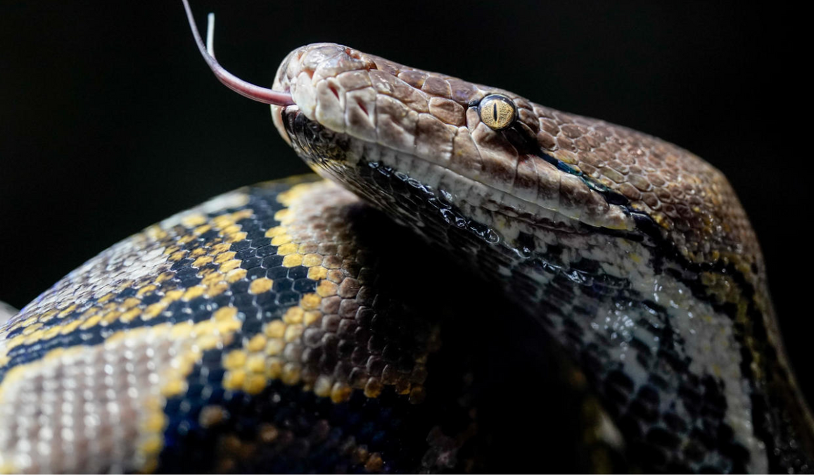 Indonesia: Missing Woman Found Dead Inside 16-Foot-Long Python