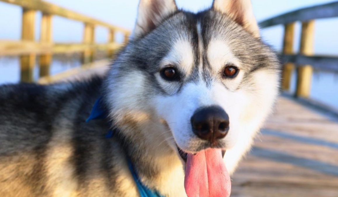Husky Hero Saved His Neighbourhood After Detecting Gas Leak