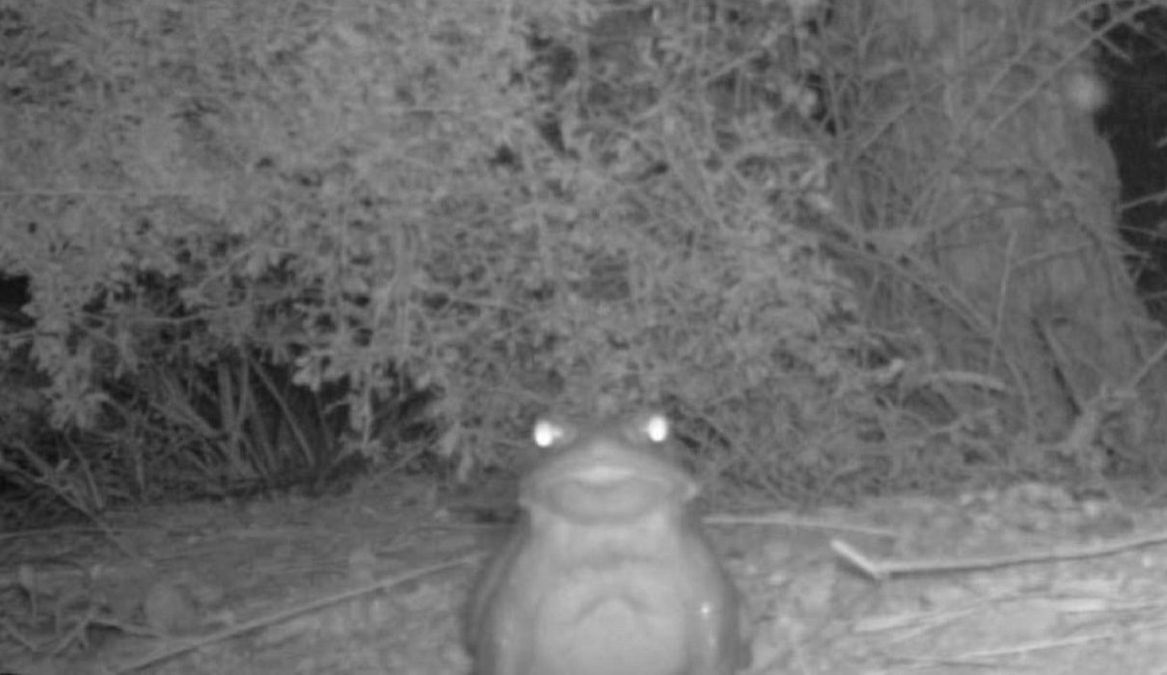 Please Refrain From Licking Psychedelic Toad: US National Park Service Warns