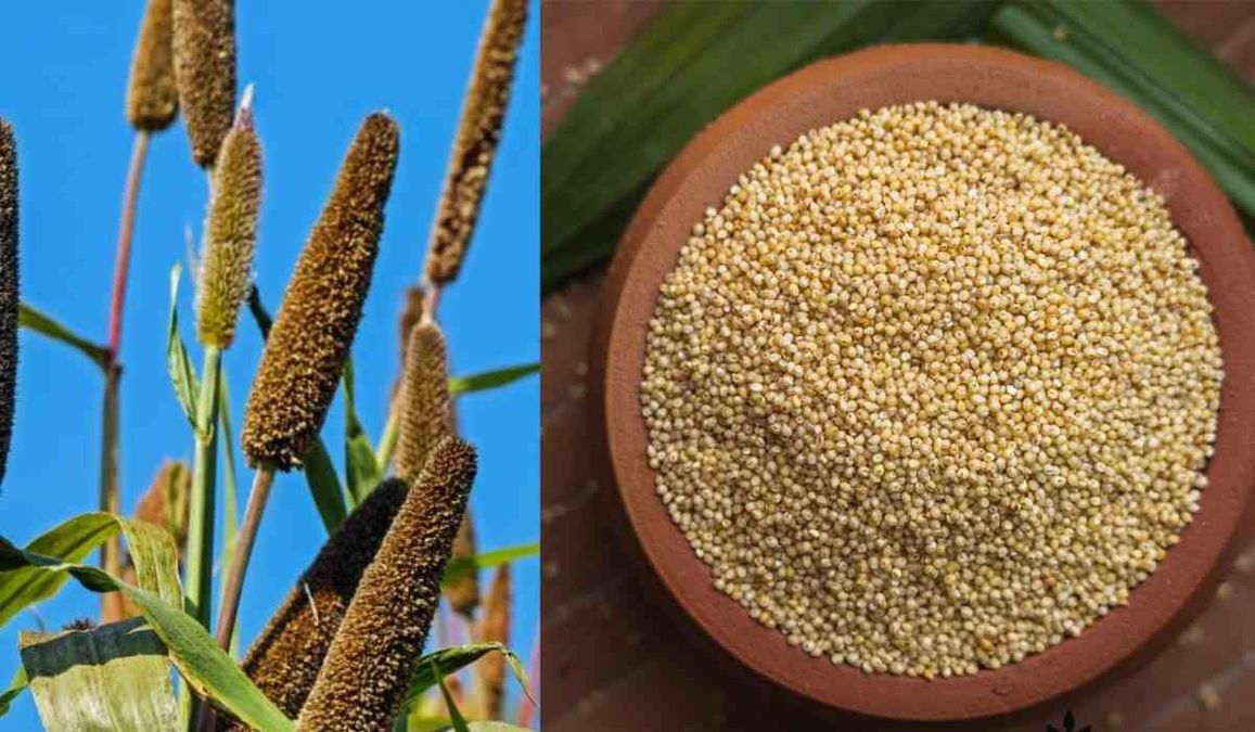 All You Need To Know About Browntop Millet