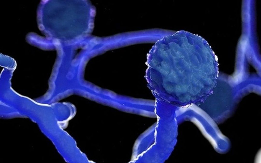 What Is White Fungus? New Infection Detected After Black Fungus