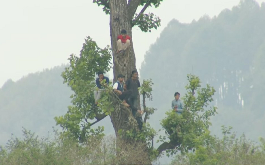 'They deserve a good cricket stadium' - Nepal fans climb on top of tree ...