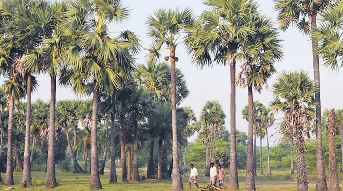 தண்ணீரே இல்லாத இடத்தில் கூட வளரும்; பனைமரங்களை பாதுகாப்பது அவசியம் ...