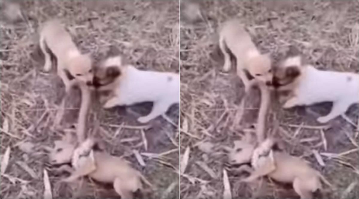 நாய்க் குட்டியை சுற்றி வளைத்த பாம்பு… களமிறங்கிய சகோதரர்கள்; பதற ...