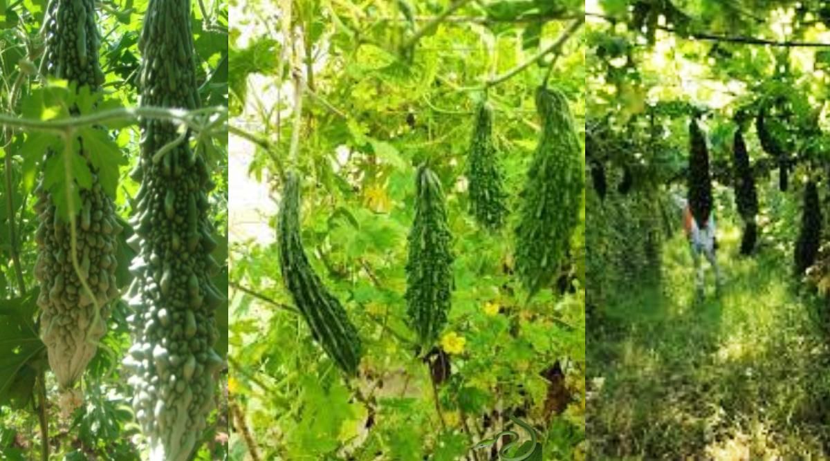 பாகற்காய் பந்தலில் பவனி வரும் பாம்பு… 10 நொடிகளில் கண்டுபிடிச்சா நீங்க ...