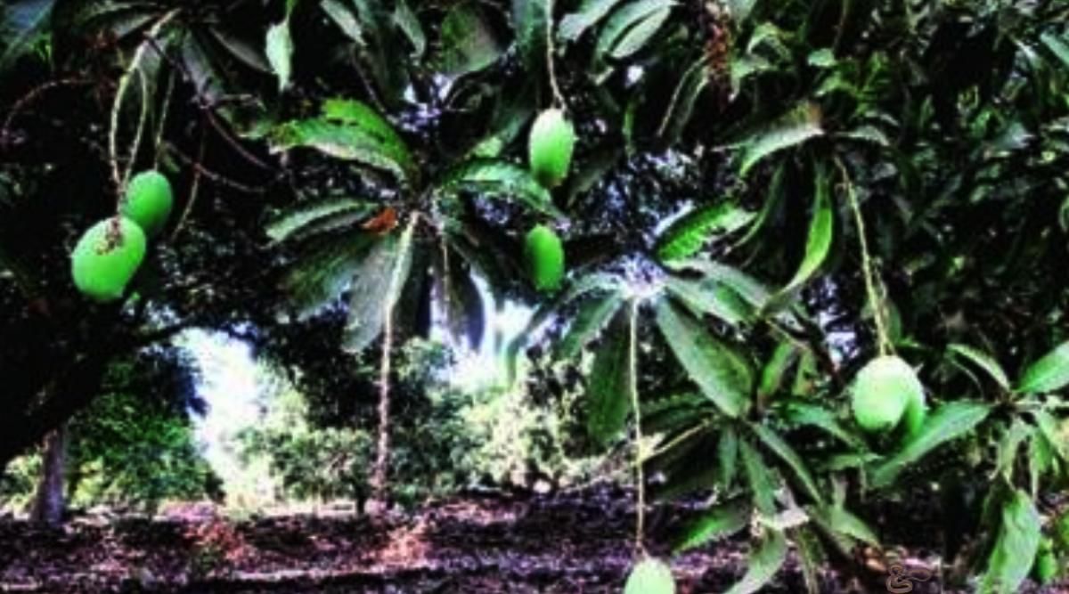 மாமரத்தில் மறைந்திருக்கும் பாம்பு… 3 நொடிகளில் கண்டுபிடிச்சா நீங்க ஜீனியஸ்!