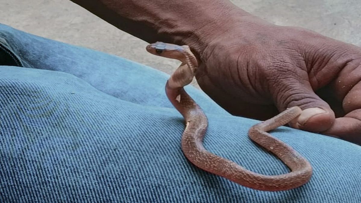 கடலூரில் வெளிவரும் நல்ல பாம்பு குஞ்சுகள்: கொஞ்சி விளையாடிய இளைஞர்!