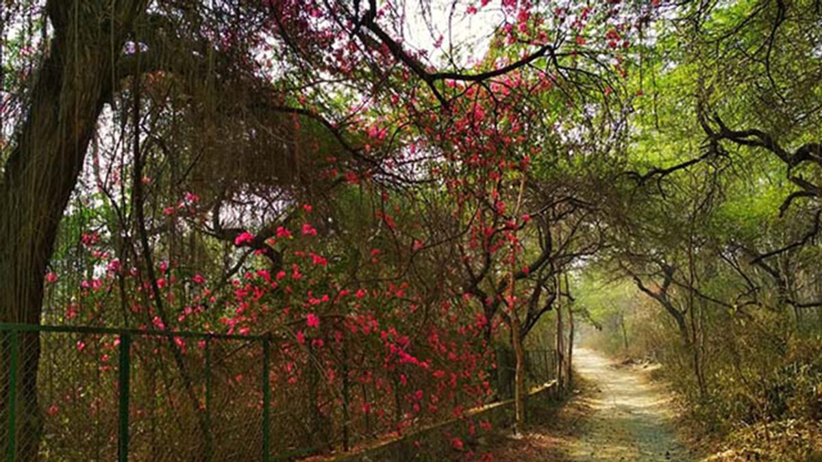 Delhi Ridge: Over 800 Hectares Of Forest Land Under Encroachment ...