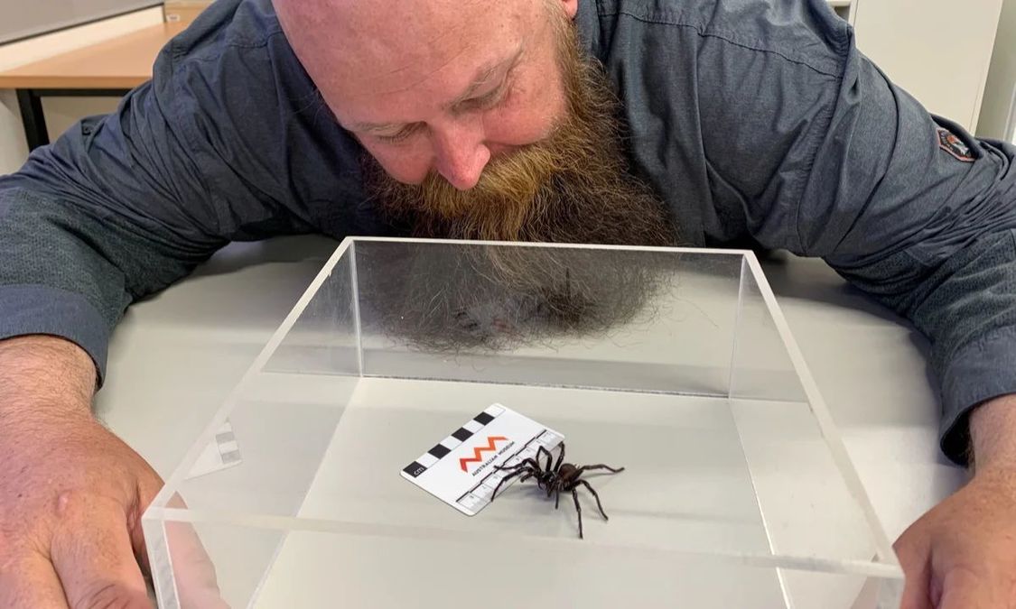 Australia finds giant funnel-web spider, named it after expert— More ...