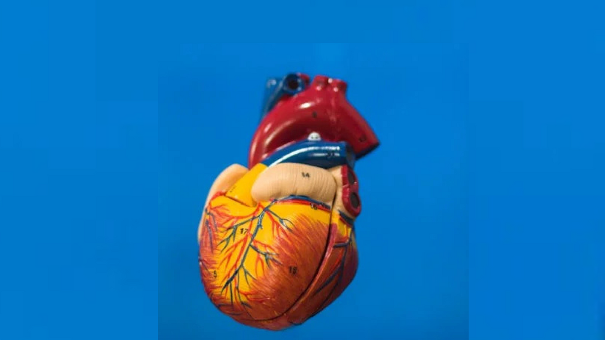 Study reveals damaged hearts may hold self-healing ability