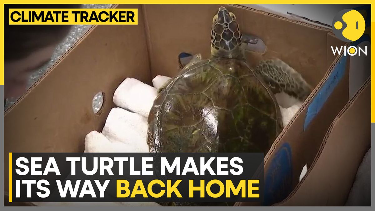 Eight turtles released after Florida cold snap