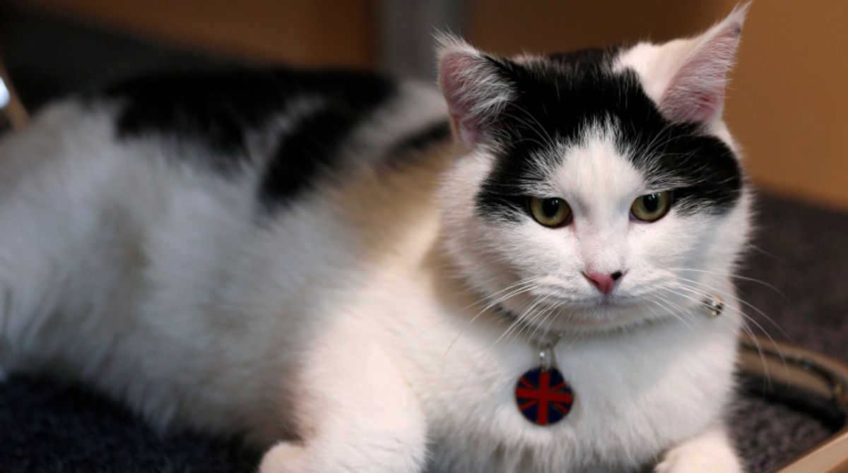 British embassy cat in Jordan appointed chief mouser