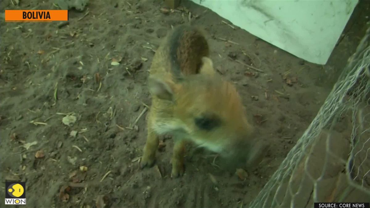 'Noah's Ark' in Bolivia rescues animals fleeing wildfires