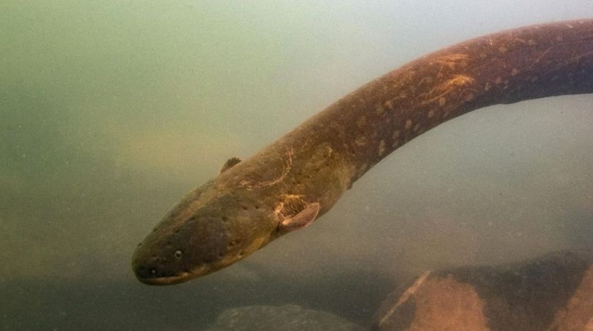 DNA researchÂ revealsÂ two new species of eel that delivers strongest ...